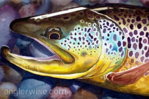 The Best Fishing Lures to Catch Large Brown Trout