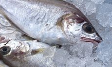 Keeping Your Fish Fresh After Catching Them