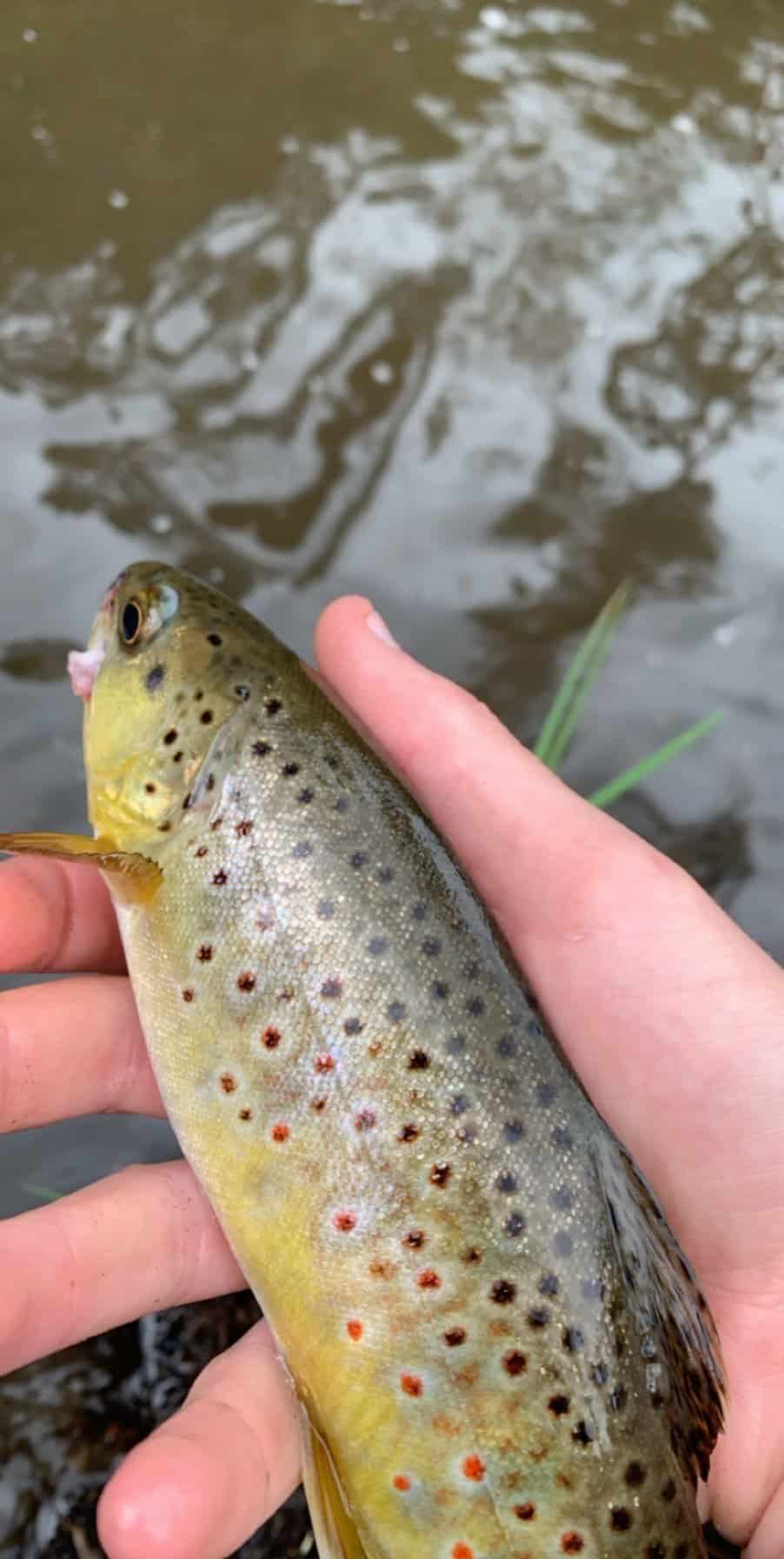 Are Brown Trout Good To Eat? Plus, Delicious New Recipes – AnglerWise