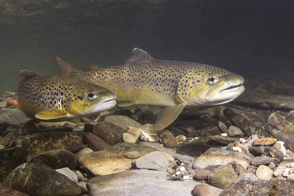 Are Brown Trout Native To North America? Origins And Impact – AnglerWise