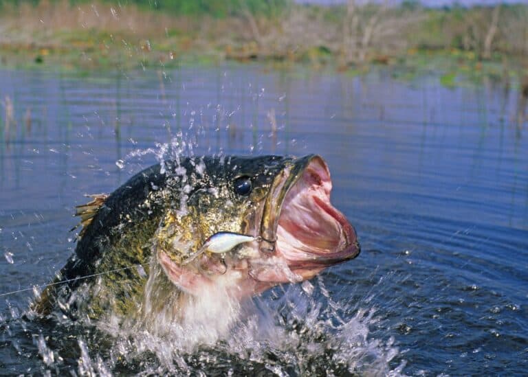 Are Largemouth Bass Invasive? Non-Native Vs. Invasive Bass – AnglerWise