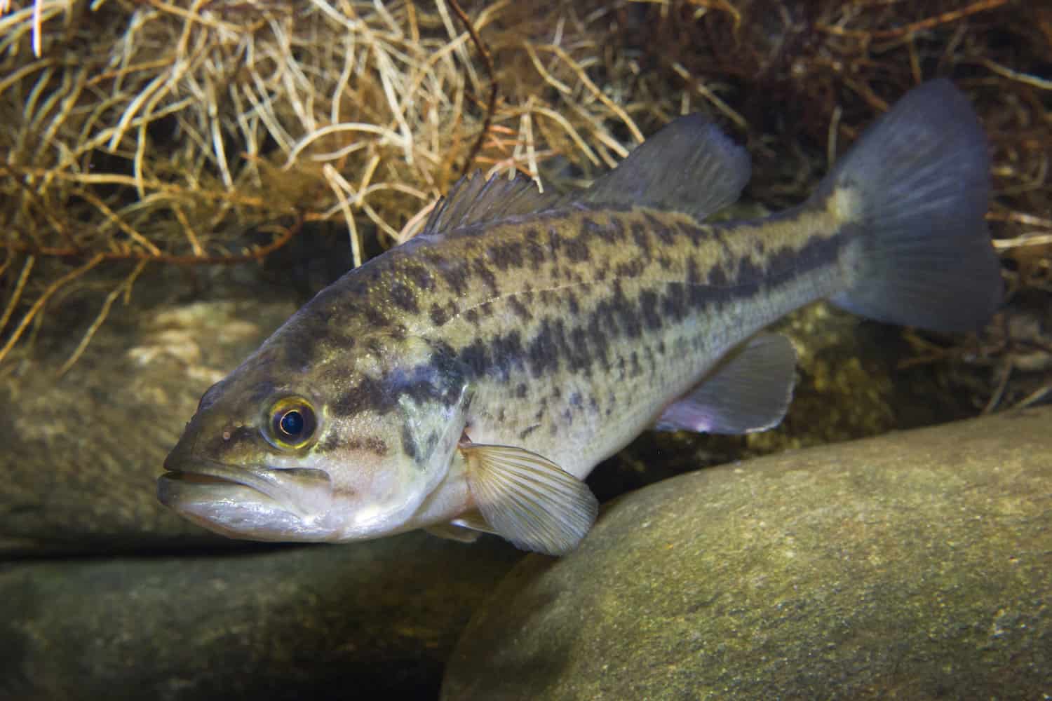 Are Largemouth Bass Native To Virginia? Northeast Bass History – AnglerWise