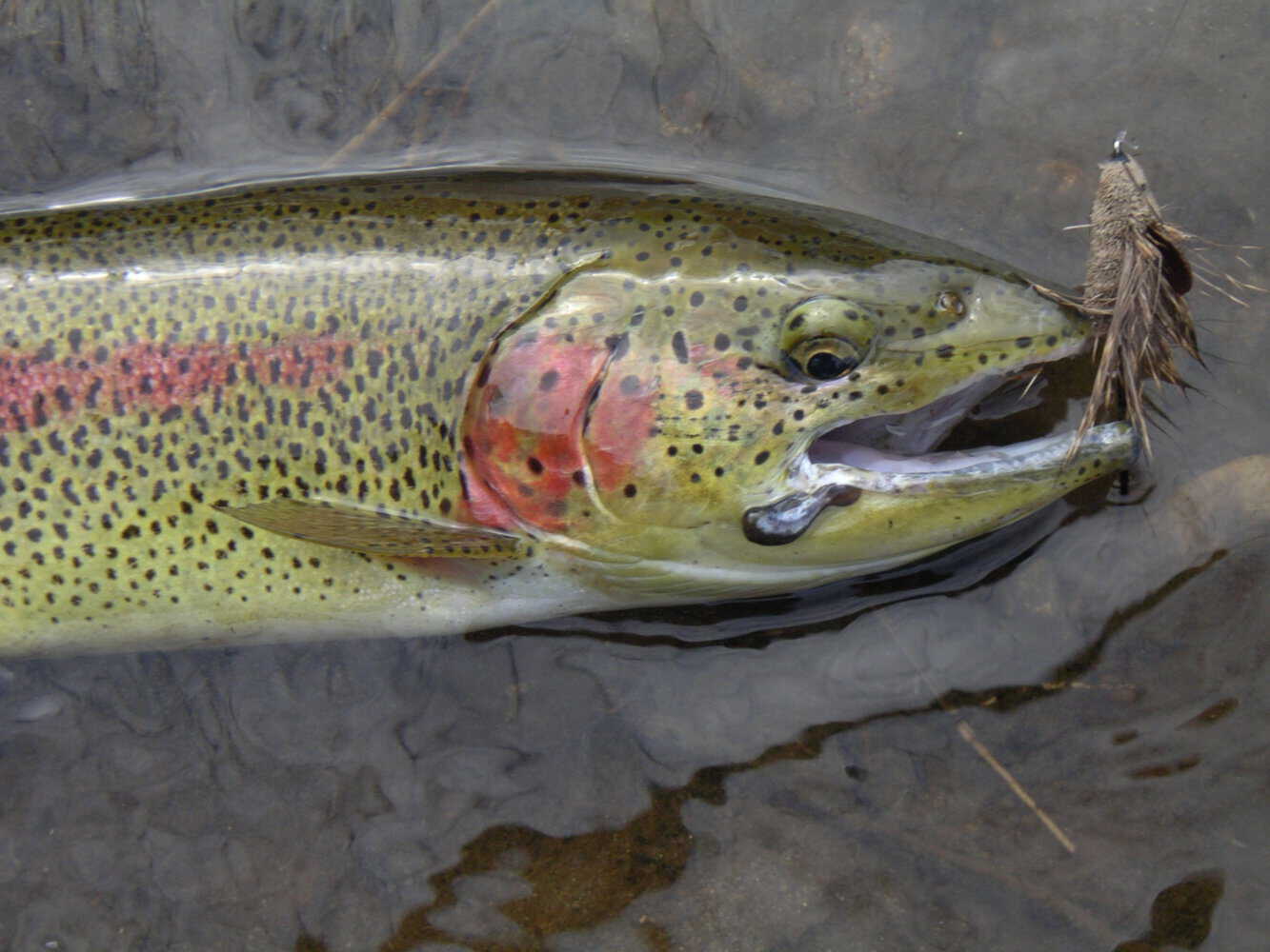 Are Trout Carnivores? Defining The Opportunistic Eater – AnglerWise