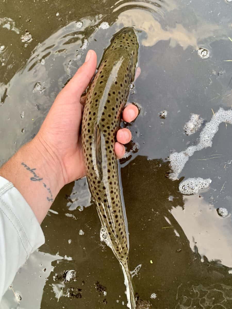 Best Lures For Catching Brown Trout In Murky Water – AnglerWise