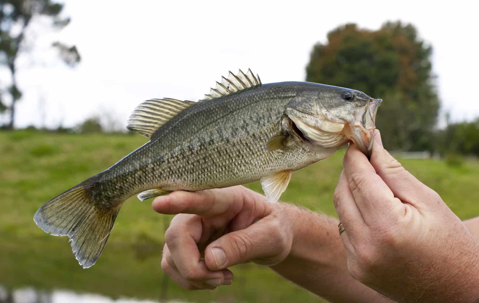 Can Largemouth Bass Hurt You? Handling Bass Safely – AnglerWise