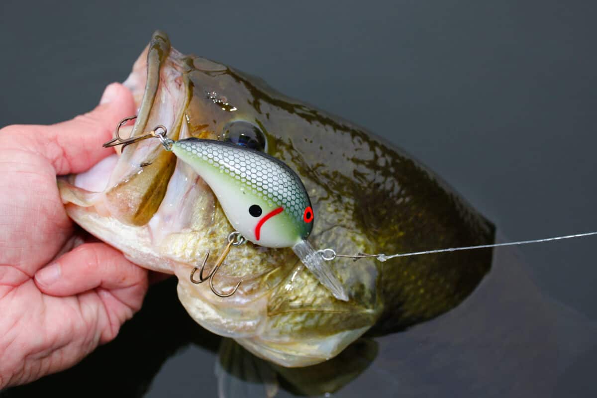 Can Largemouth Bass See Color? Ambush Predators And Their Skills ...