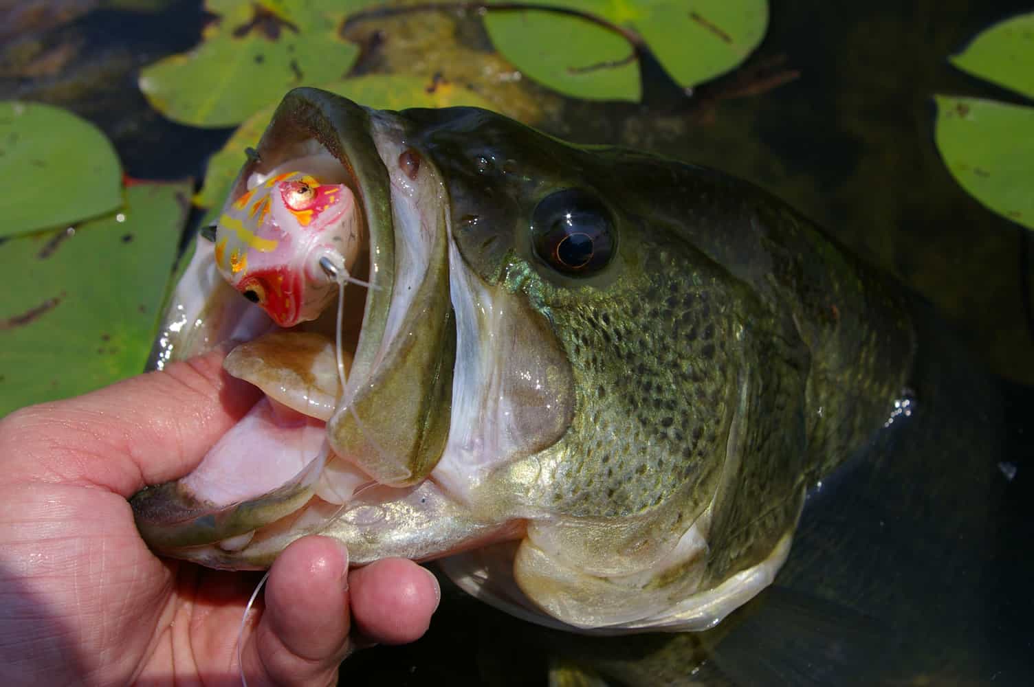 Can Largemouth And Smallmouth Bass Breed? Meanmouth Engaged – AnglerWise