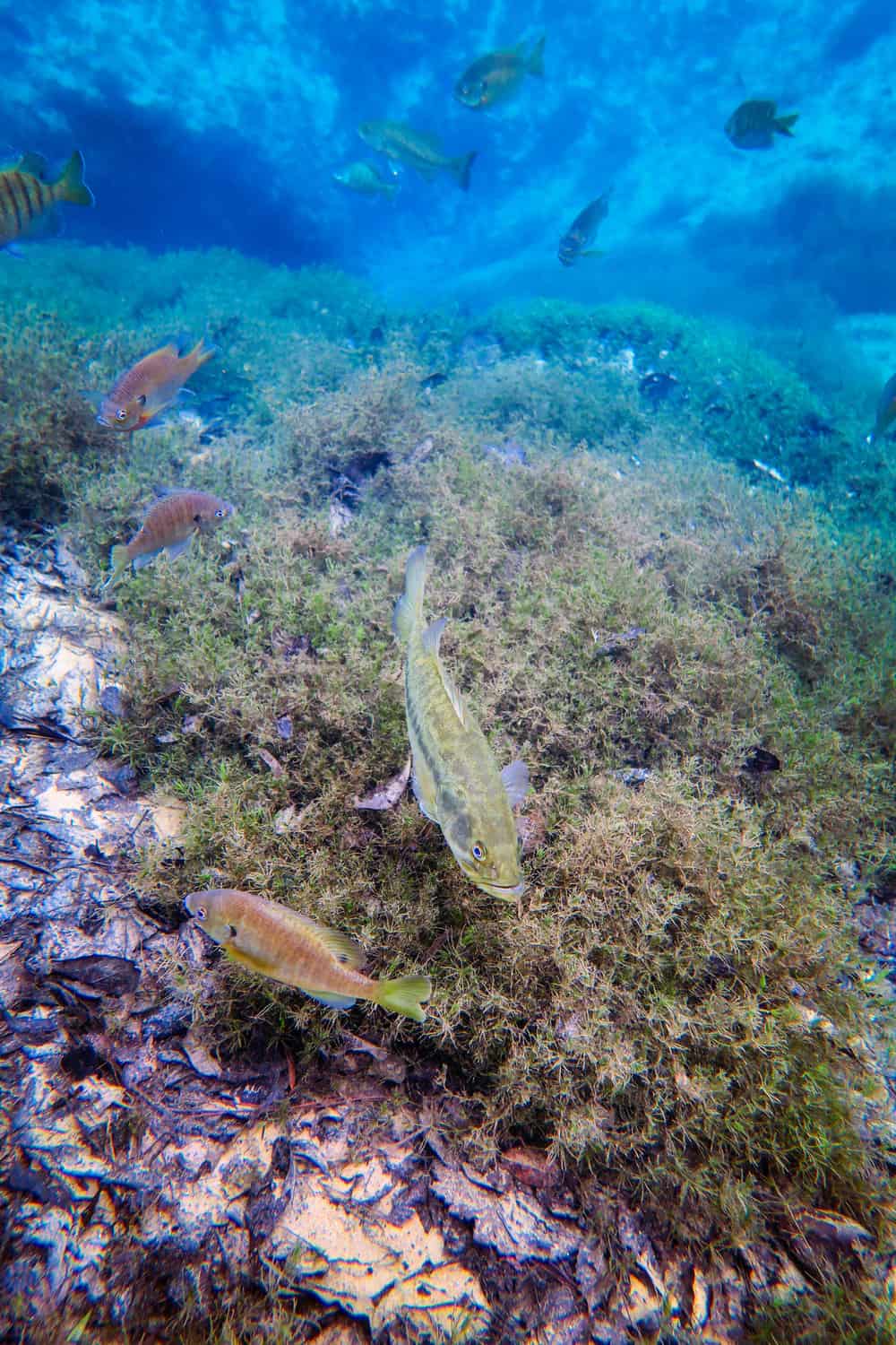 Can Largemouth And Spotted Bass Breed? Hybrid Bass Explained – AnglerWise