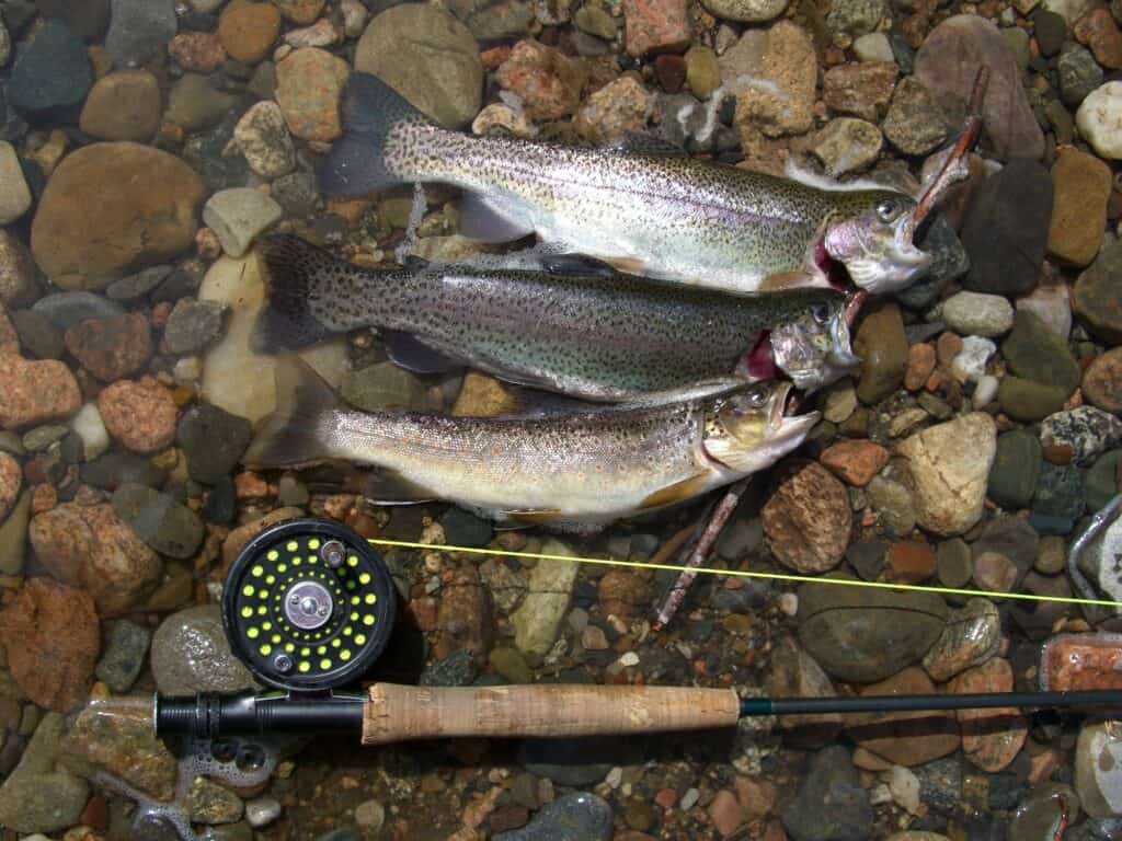 Can Rainbow Trout And Brown Trout Breed? Trout Hybrids – AnglerWise