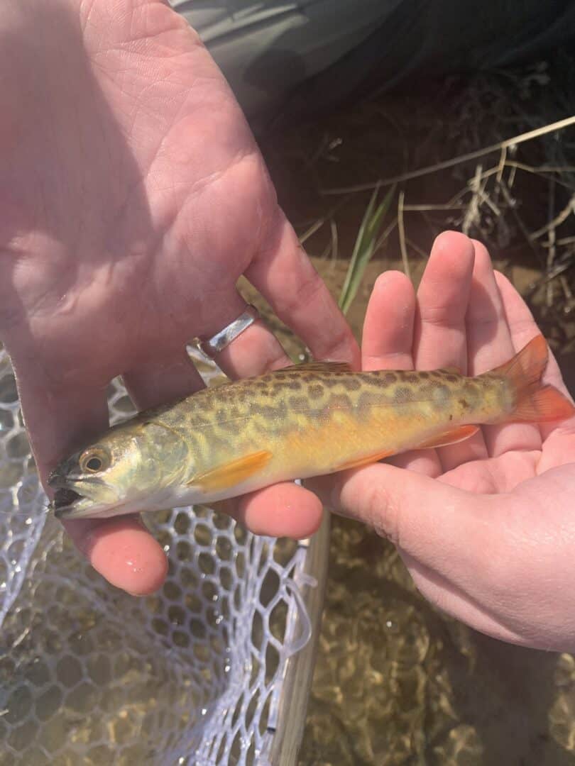 Can Rainbow Trout And Brown Trout Breed? Trout Hybrids – AnglerWise