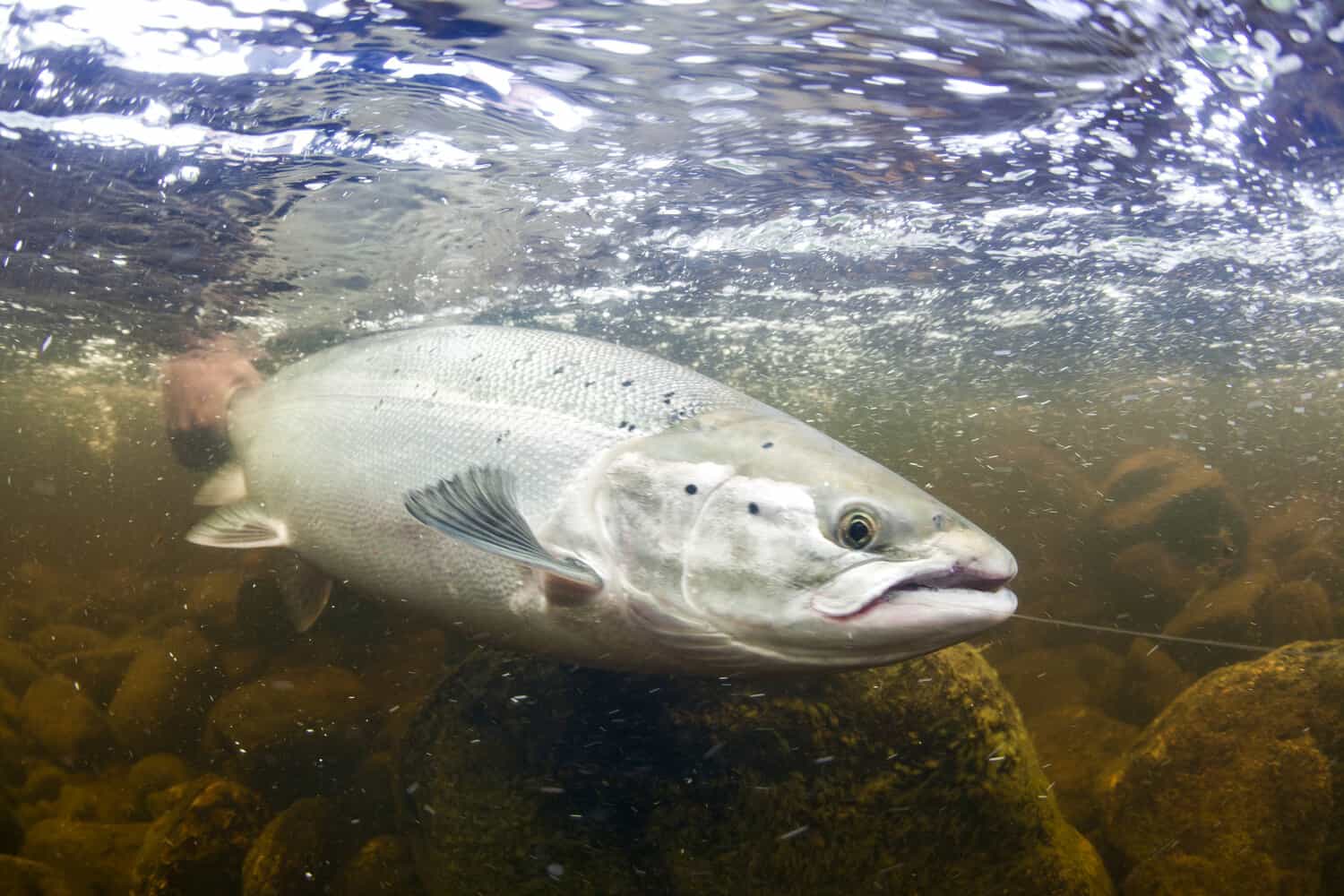 Can Rainbow Trout And Brown Trout Breed? Trout Hybrids – AnglerWise