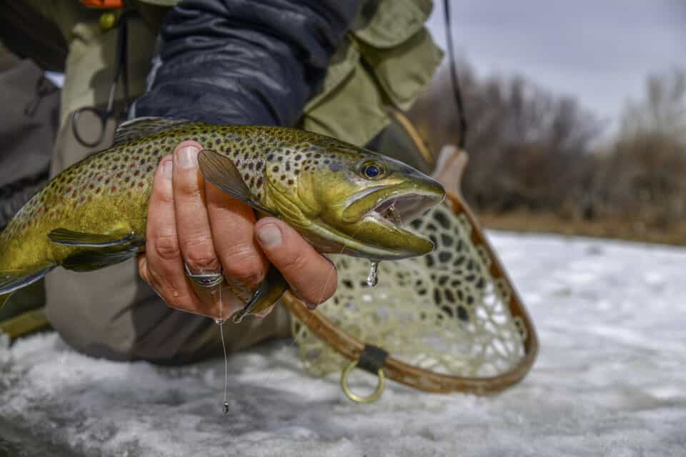 Can Trout See In The Dark? Minimal Vision And Big Fish – AnglerWise