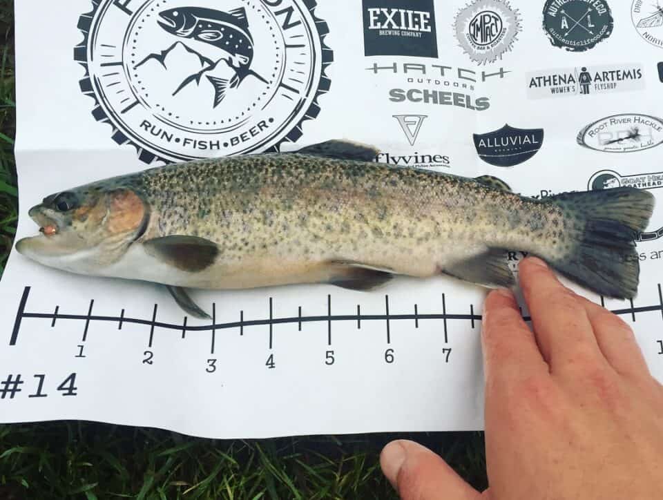 How Big Do Rainbow Trout Get? Average And Potential Size – AnglerWise