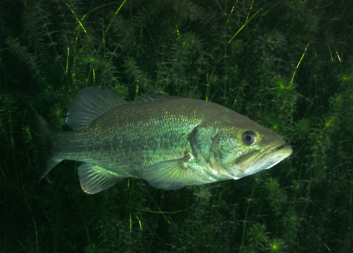 How Long Can Bass Live Out Of Water? Survival Of The Fittest – AnglerWise