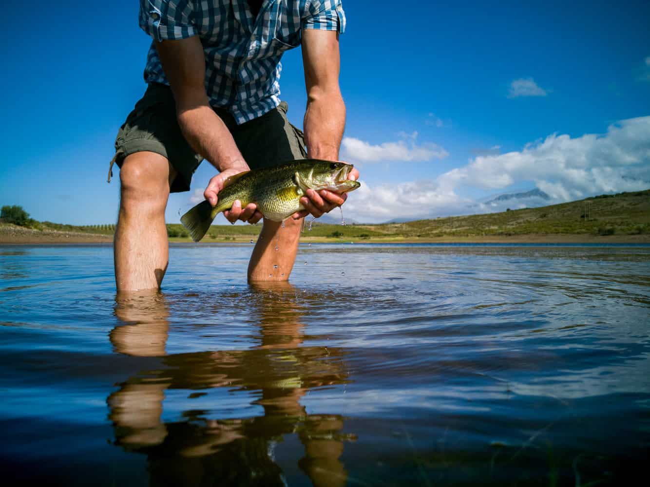 How Long Do Bass Eggs Take To Hatch: A Comprehensive Guide – AnglerWise