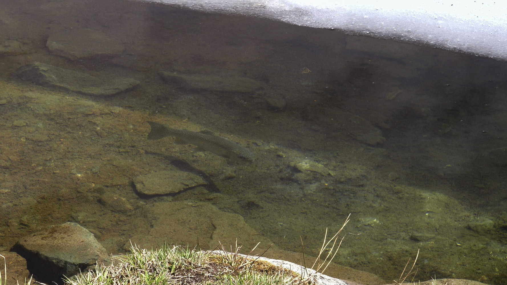 How To Catch Rainbow Trout In Lakes: Open Water Tactics – AnglerWise