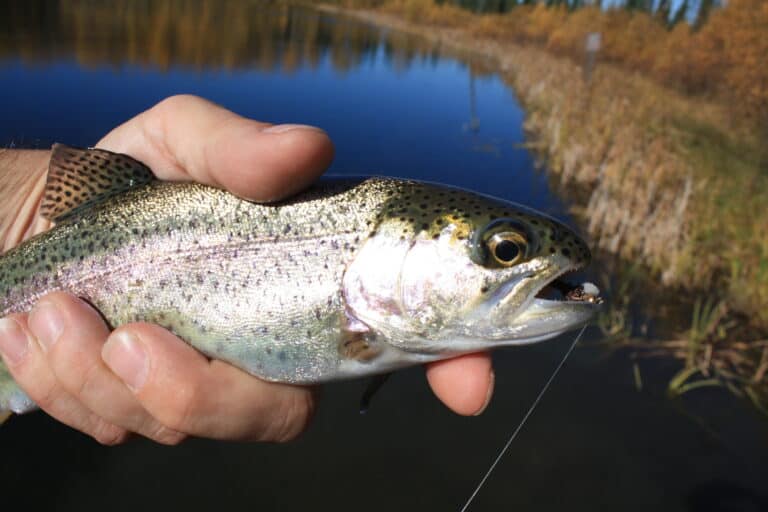 How To Catch Rainbow Trout In Lakes: Open Water Tactics – AnglerWise