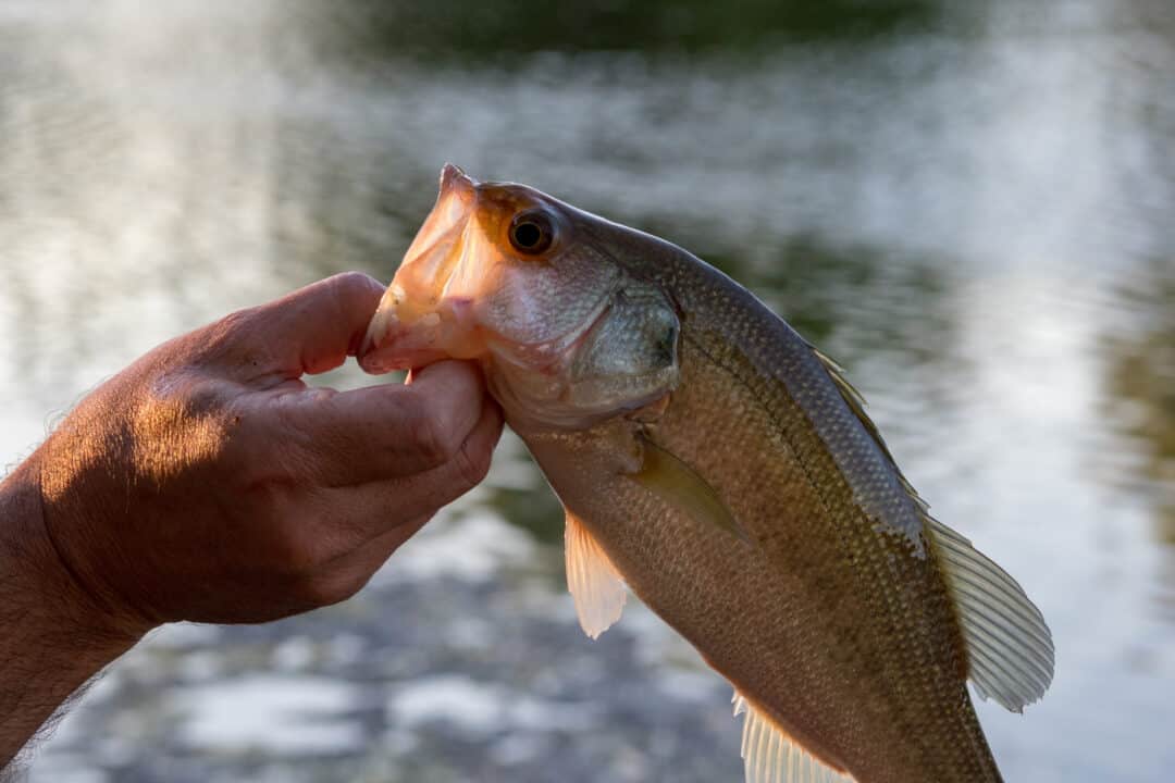 How Rare Is A Golden Largemouth Bass? Strange Occurrences – AnglerWise