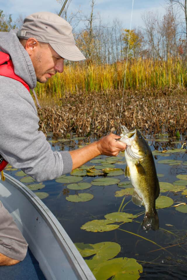 How Rare Is A Golden Largemouth Bass? Strange Occurrences – AnglerWise