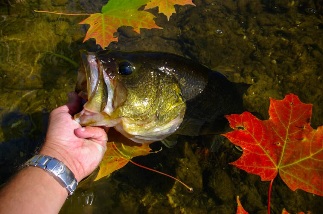 Largemouth Bass Spawn Guide: South, East & Central United States ...