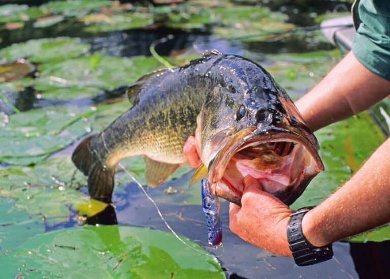 Male And Female Largemouth Bass: Similarities & Differences – AnglerWise