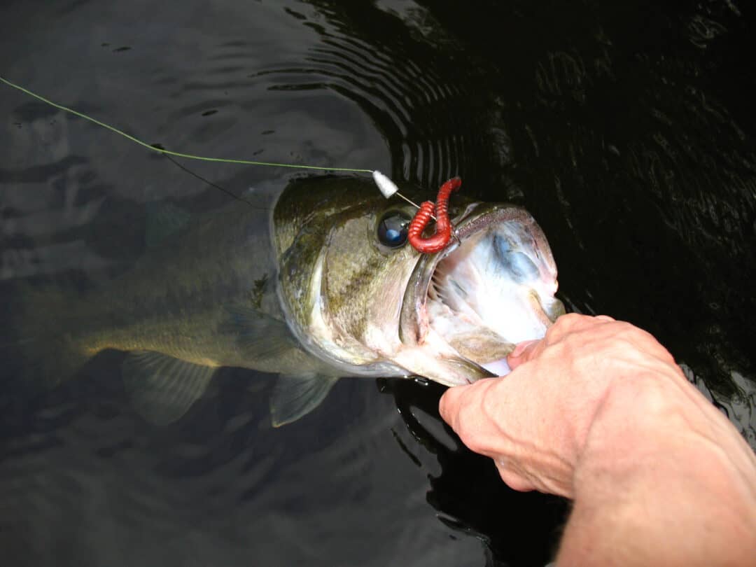 Nicknames For Largemouth Bass: A Regional Fishing Pastime – AnglerWise