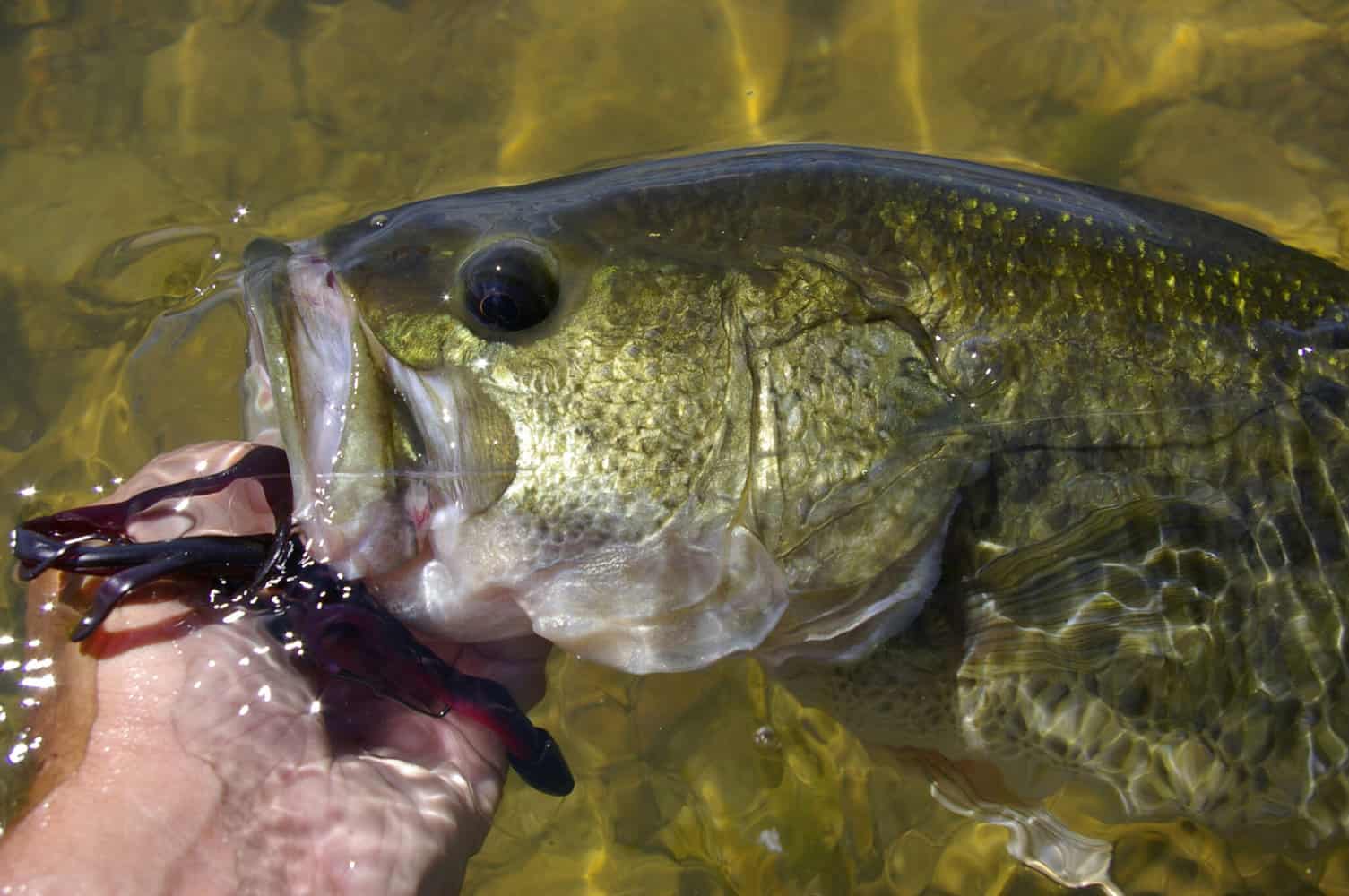 Nicknames For Largemouth Bass: A Regional Fishing Pastime – AnglerWise