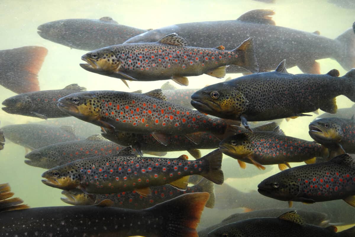 Rainbow Trout Vs. Brown Trout: A Tale Of Two Species – AnglerWise