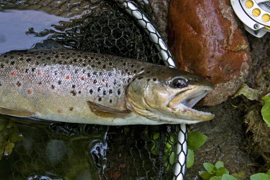 Trout Fishing With Corn: How To Use Corn To Catch Trout – AnglerWise