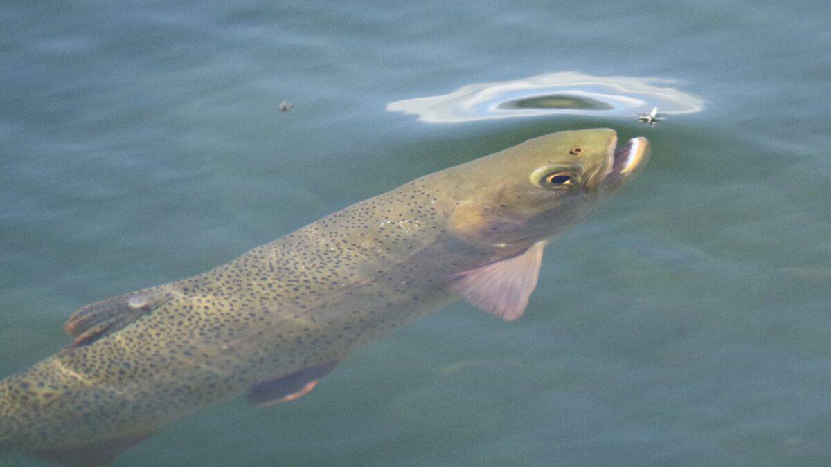 What Does A Rainbow Trout Eat? Prepping A Bow’s Smorgasbord – AnglerWise