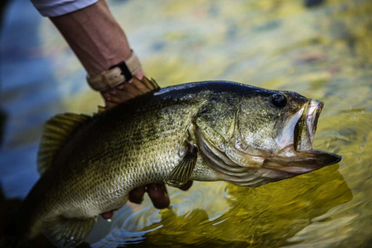 What Is A Good-Sized Largemouth Bass? Breakdown By Region – AnglerWise