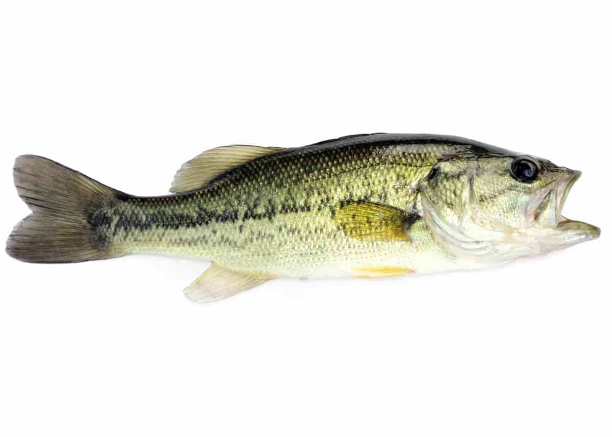 What Size Largemouth Bass Should You Mount? Sizes Explained – AnglerWise