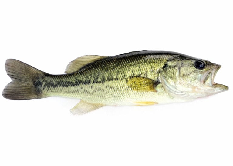 What Size Largemouth Bass Should You Mount? Sizes Explained – AnglerWise