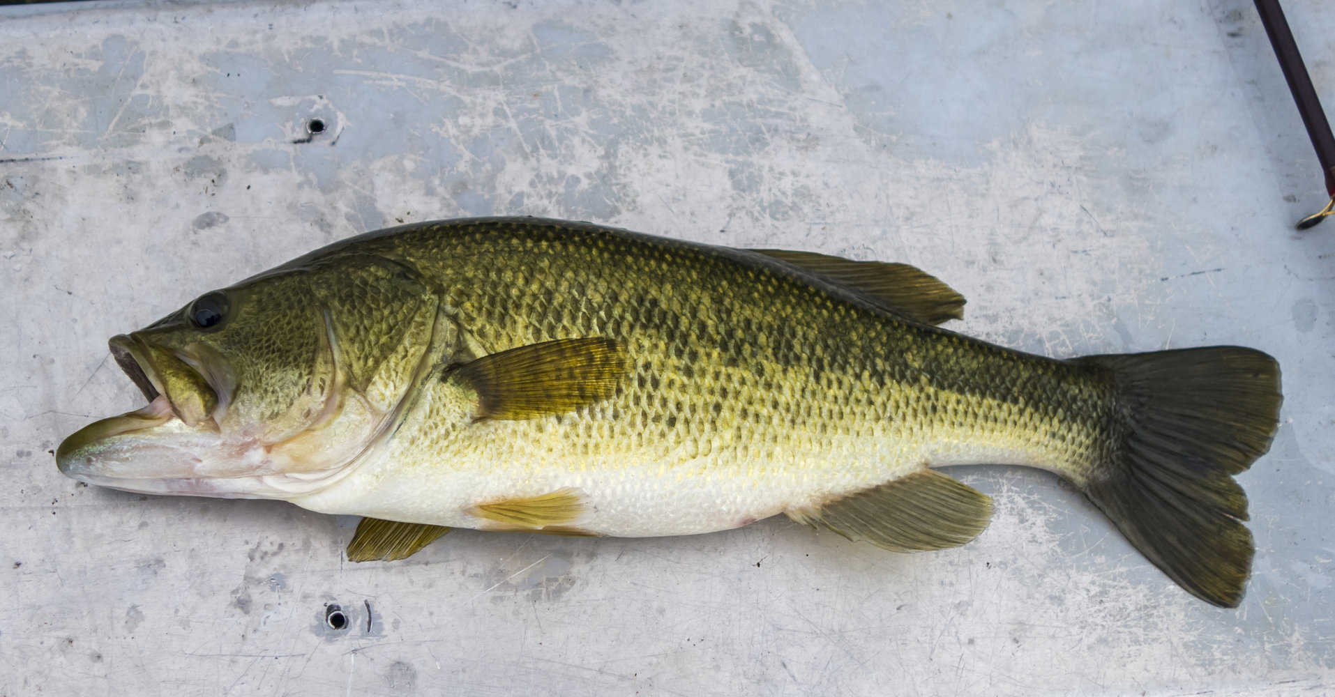 What Size Largemouth Bass Should You Mount? Sizes Explained – AnglerWise