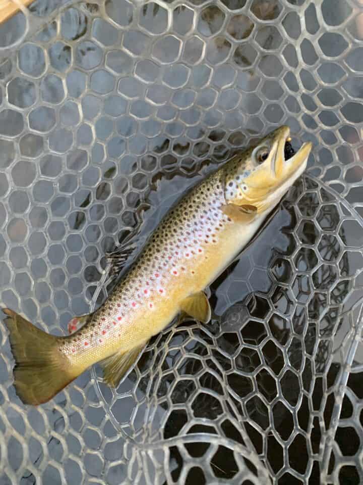 When Do Brown Trout Spawn? – AnglerWise