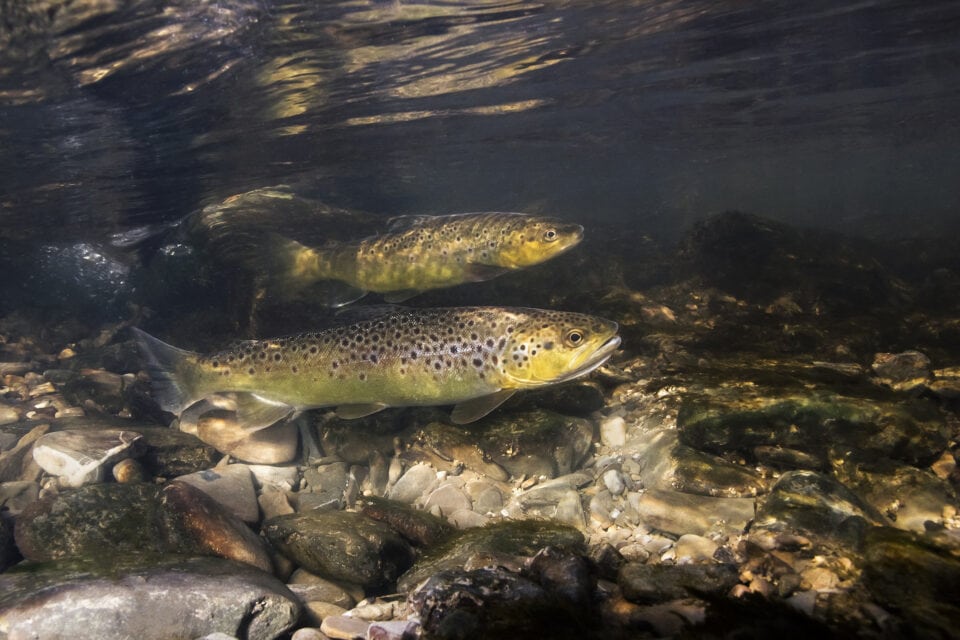 When Do Brown Trout Spawn? – AnglerWise
