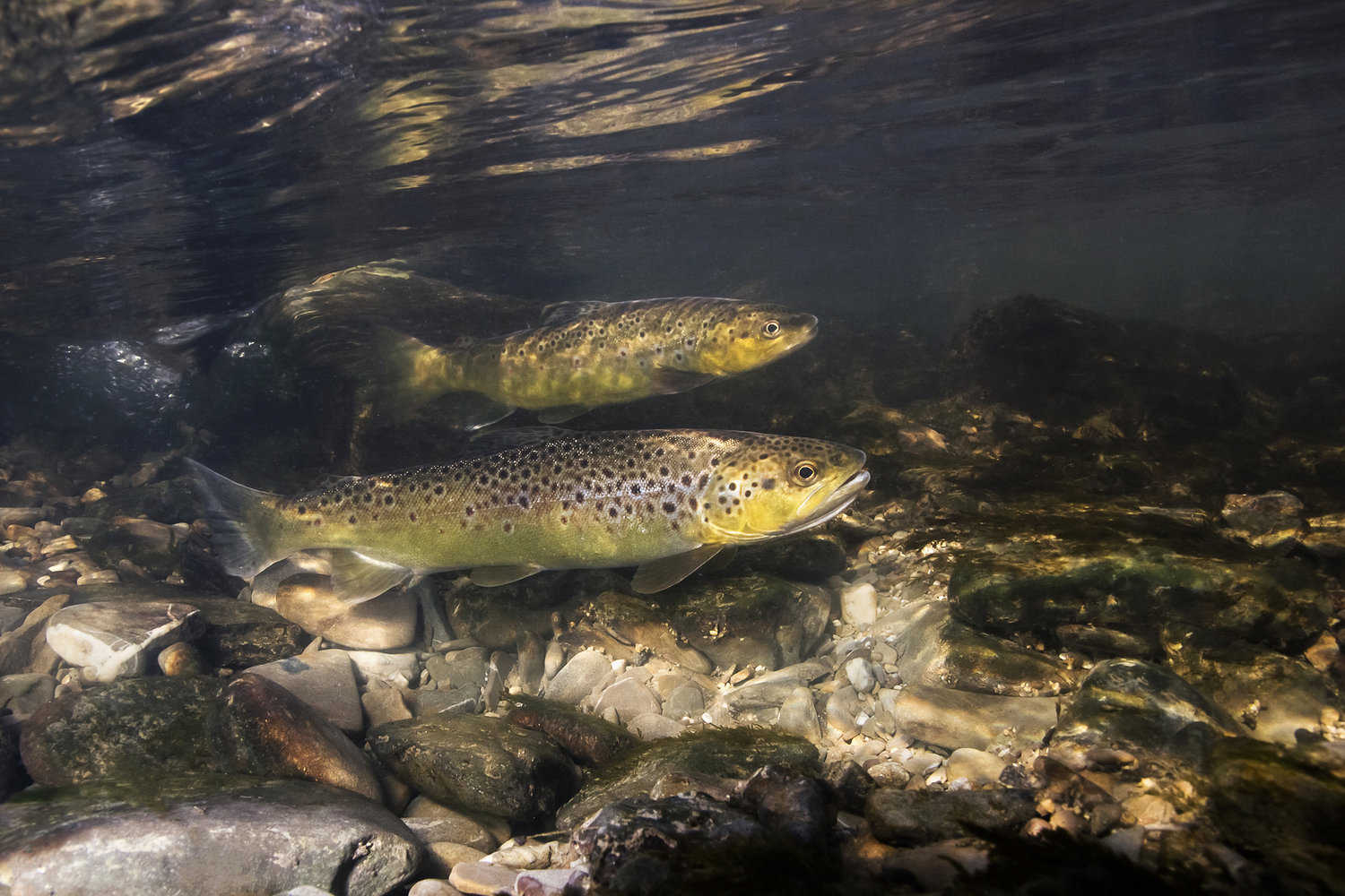 When Do Brown Trout Spawn? – AnglerWise