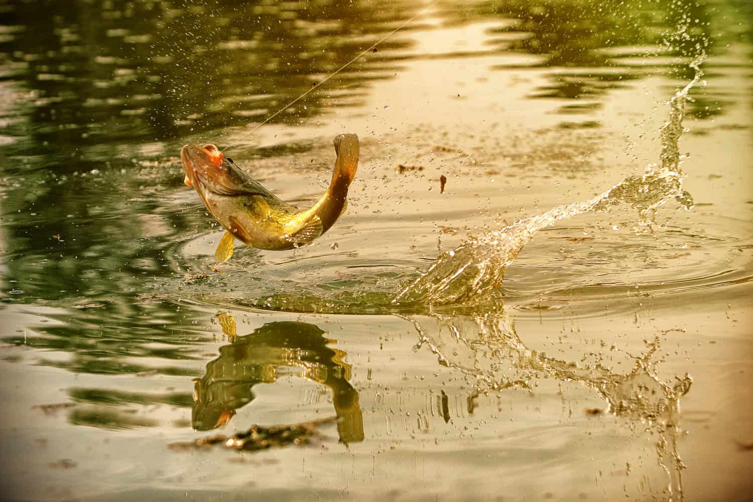 Why Are Largemouth Bass Not Biting? Tips To Catch Picky Bass – AnglerWise