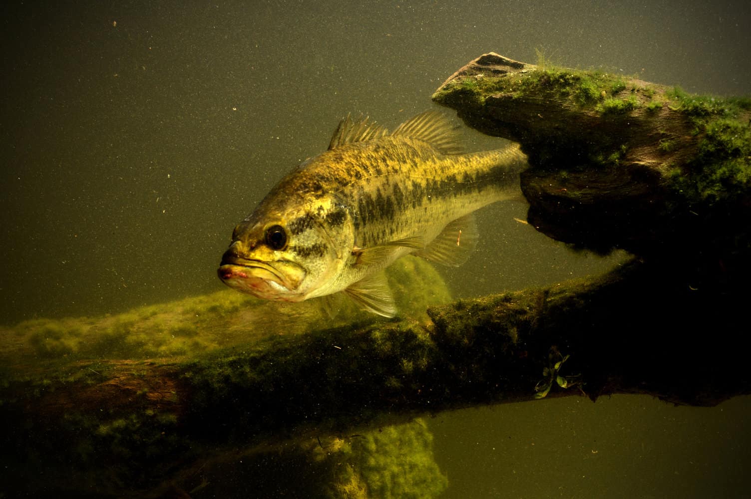 Why Do Bass Jump Out Of The Water? Jumping Bass Explained – AnglerWise