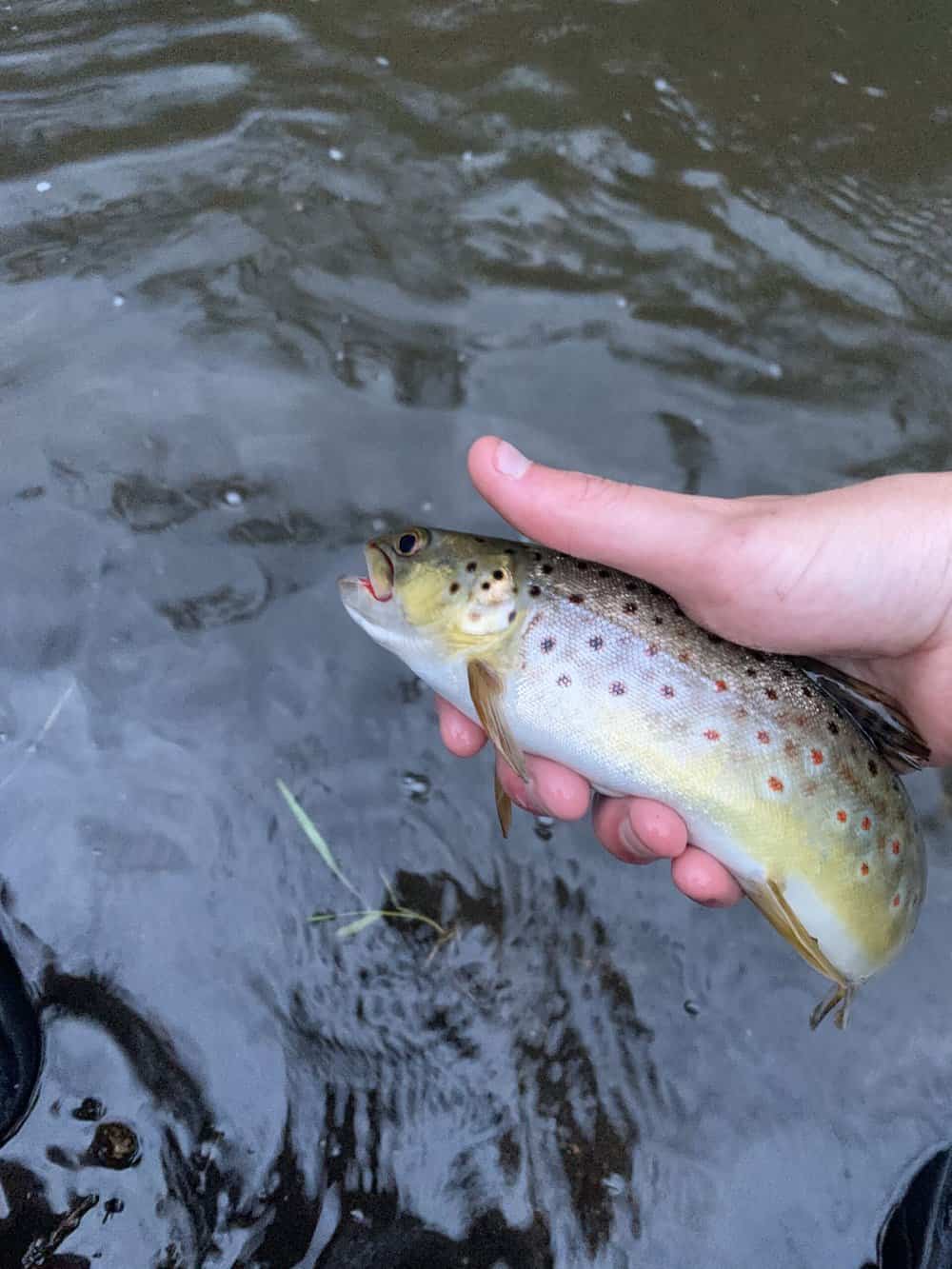 Are Brown Trout Native To Pennsylvania? Wild Vs. Native Trout – AnglerWise