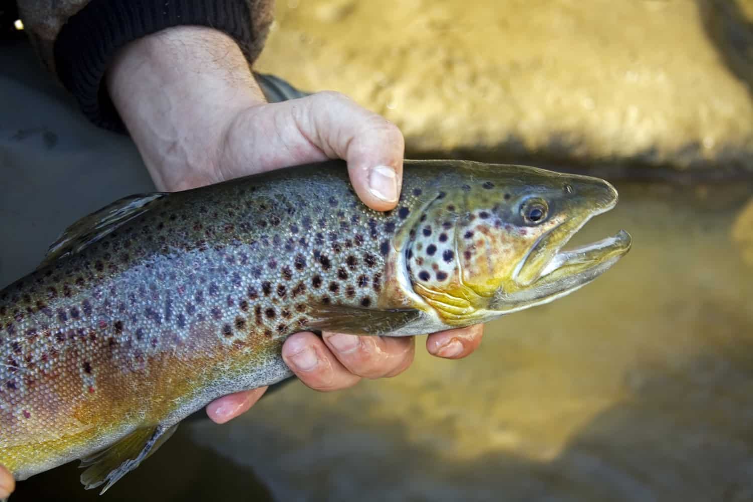 Can You Catch Brown Trout In The Ocean? Sea-Run Browns – AnglerWise