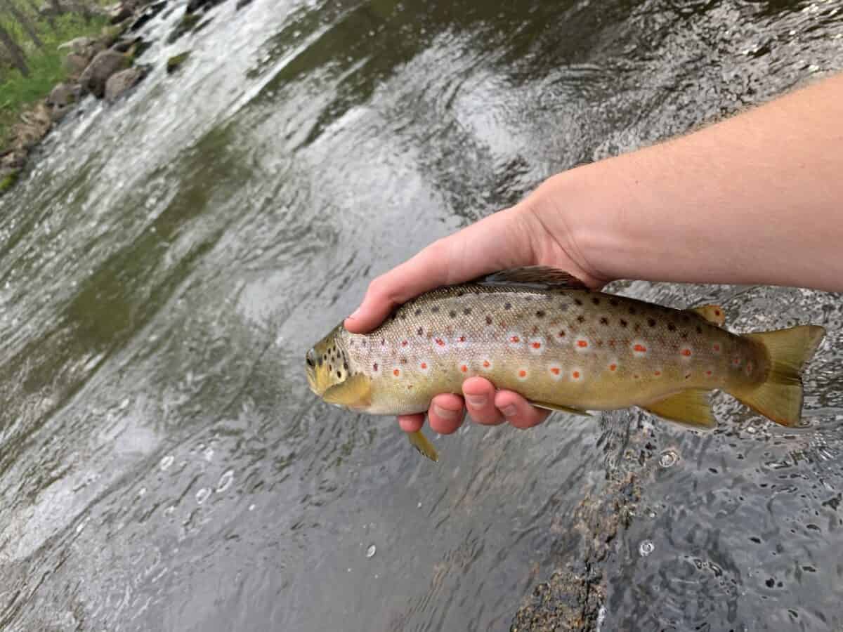 Do Brown Trout Have Scales? Brown Trout’s Appearance Explained – AnglerWise