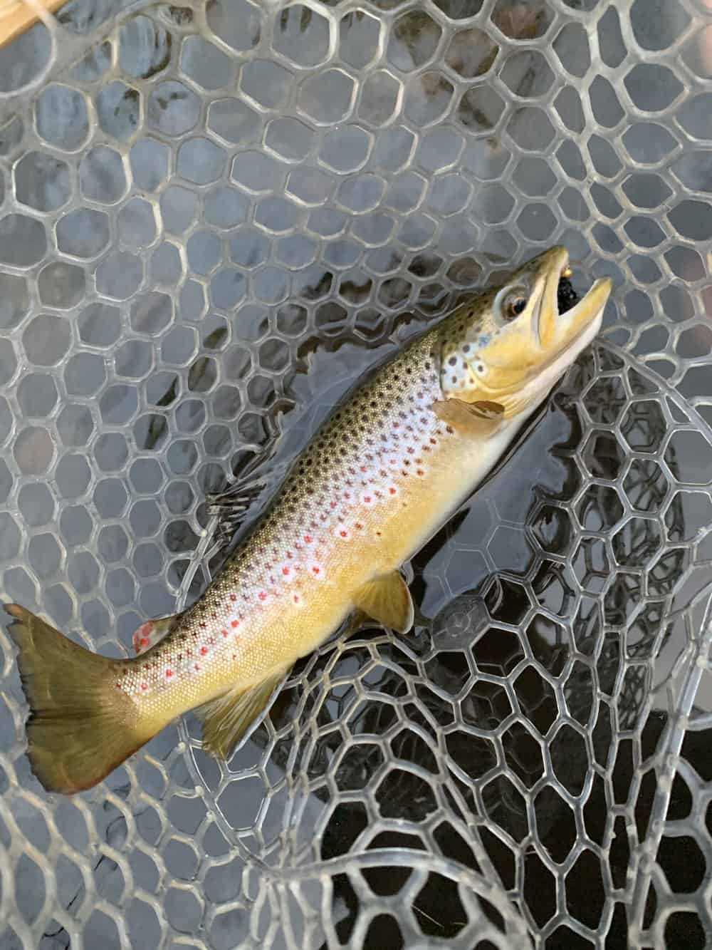 Do Brown Trout Have Scales? Brown Trout’s Appearance Explained – AnglerWise