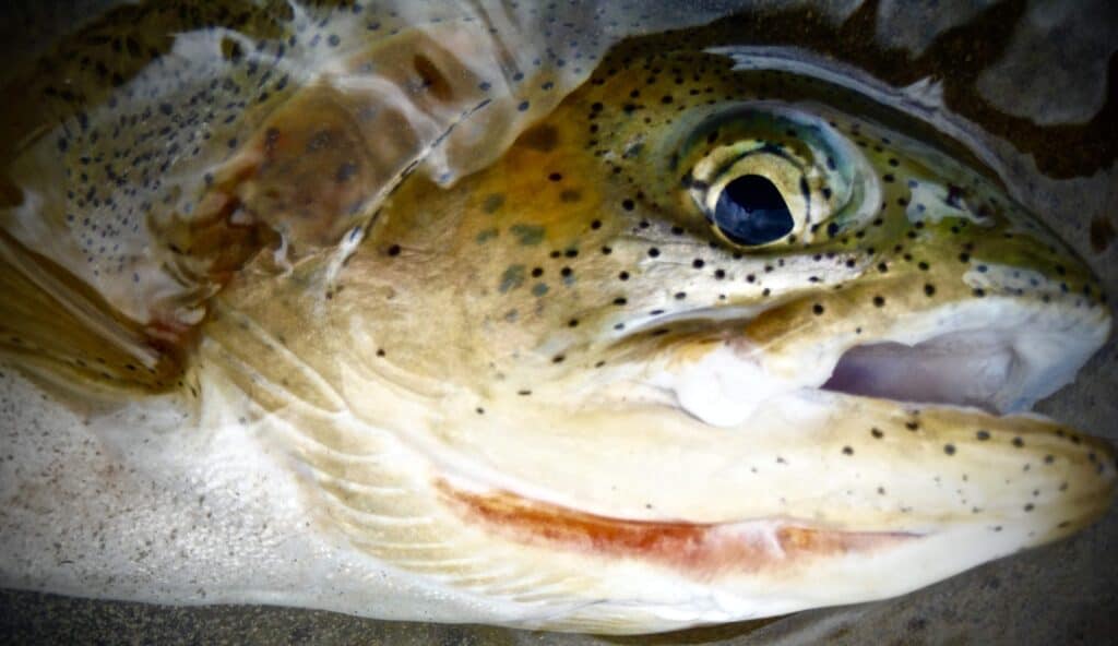 Can Trout See UV Light? The Answer Might Surprise You – AnglerWise