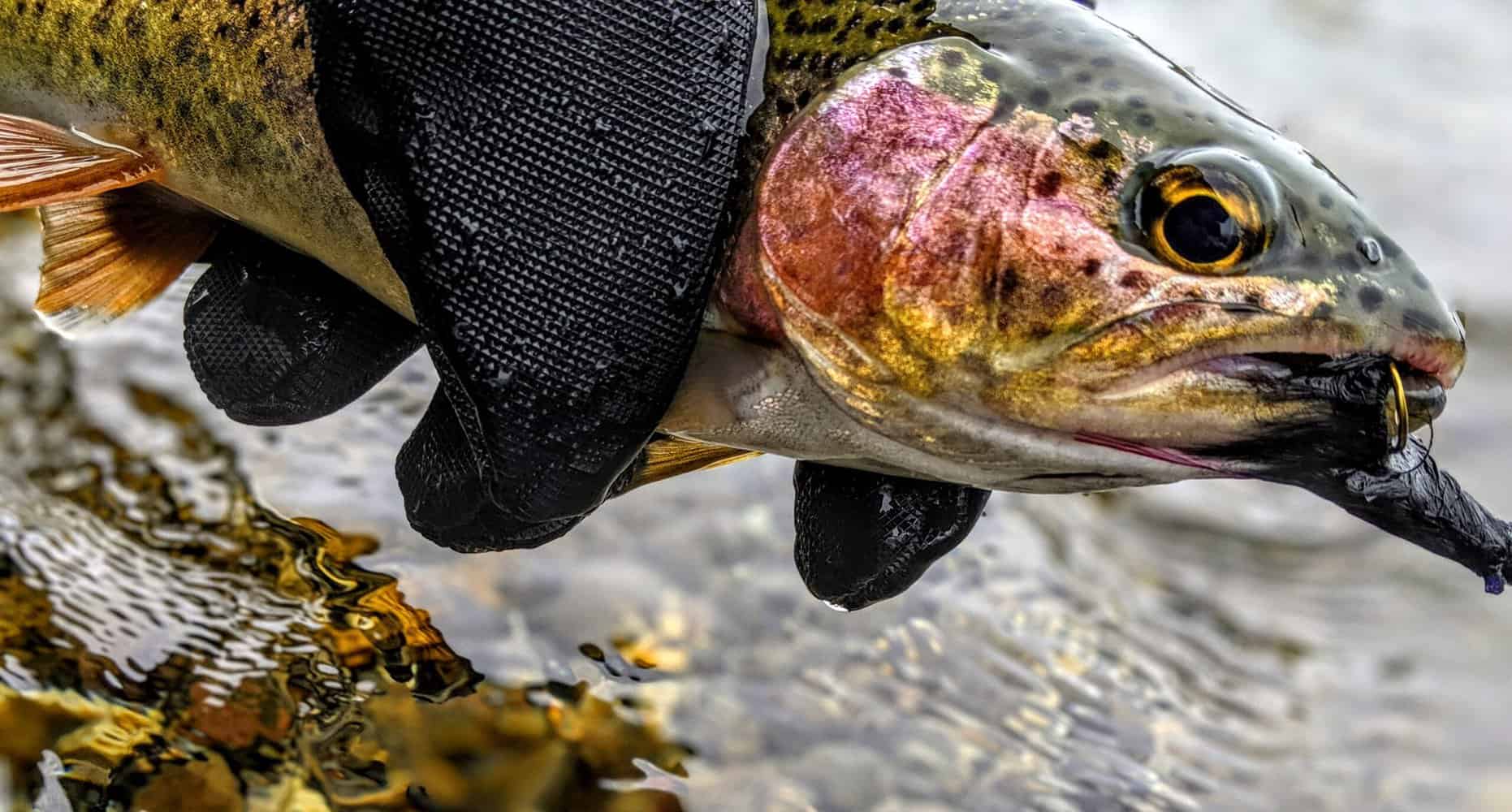 Can Trout See UV Light? The Answer Might Surprise You – AnglerWise