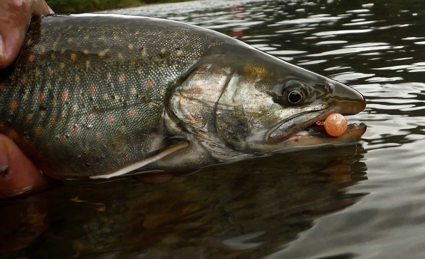 Can Trout See Color? Well, It’s Complicated – AnglerWise