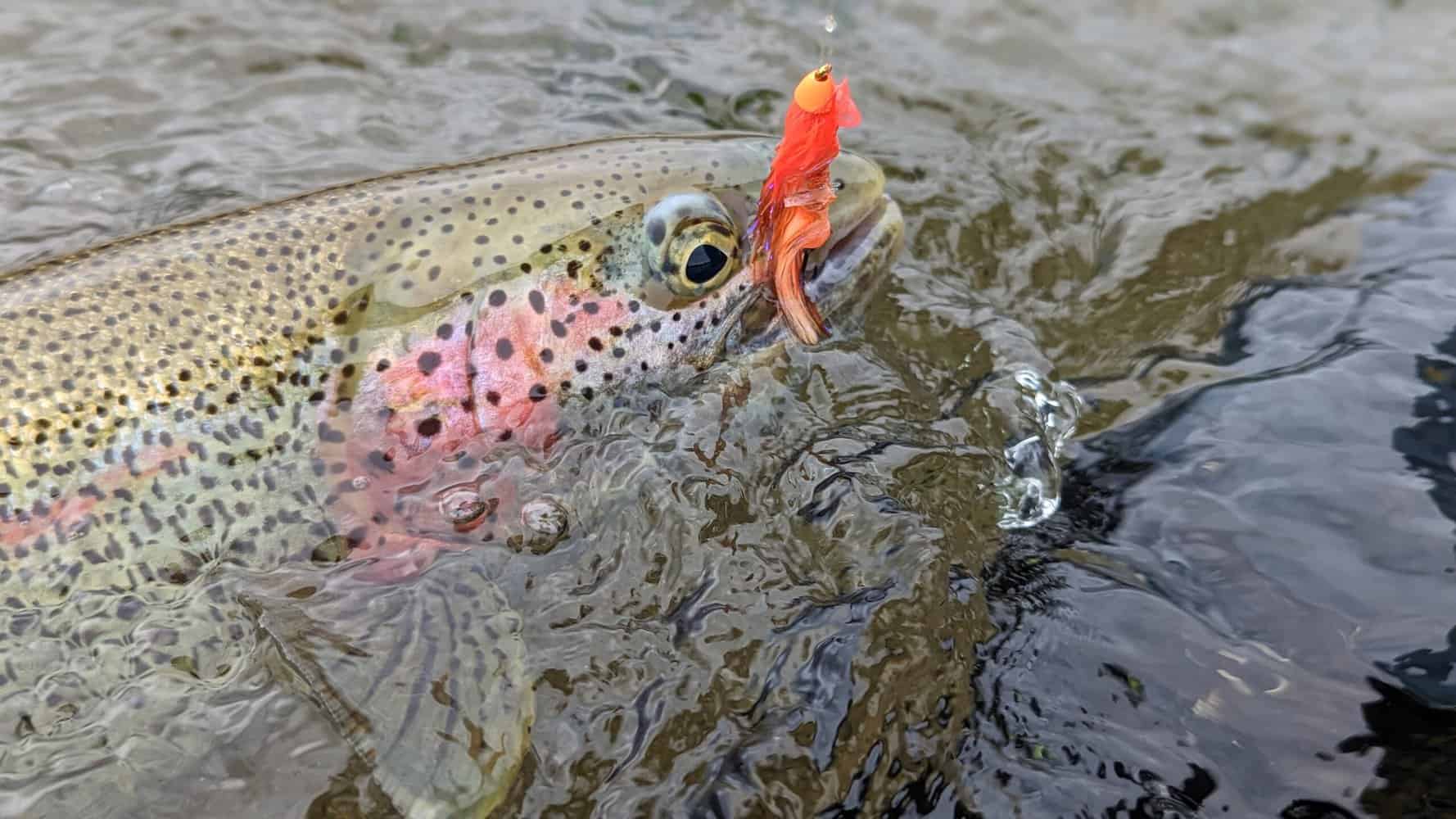 Can Trout See Color? Well, It’s Complicated – AnglerWise