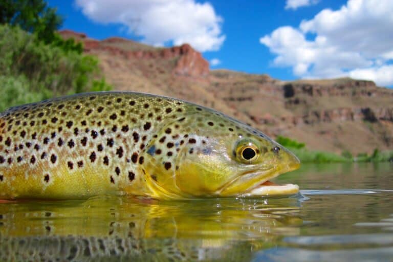 Do Trout Have Teeth? Hungry Predators Pursuing Their Prey – AnglerWise