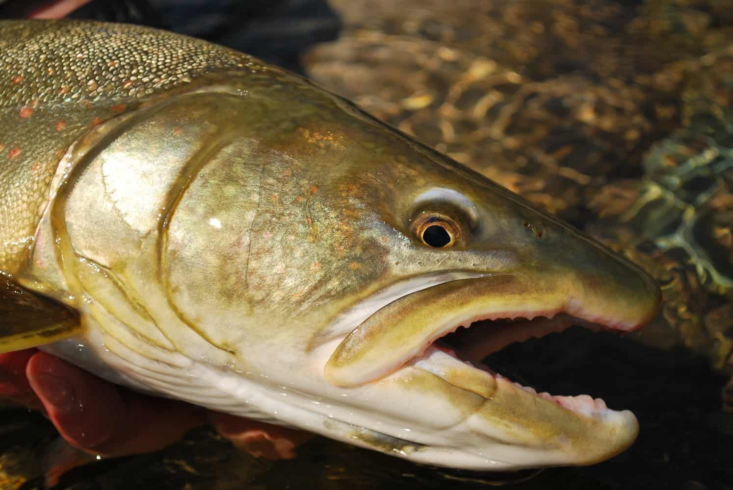 Do Trout Have Teeth? Hungry Predators Pursuing Their Prey – AnglerWise