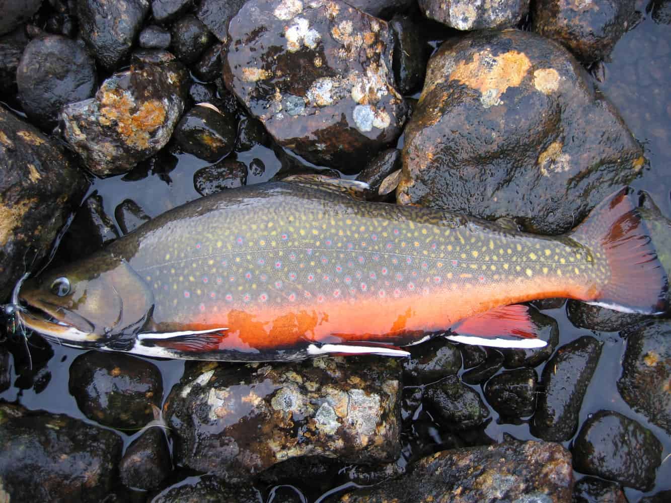 Do Trout Have Teeth? Hungry Predators Pursuing Their Prey – AnglerWise